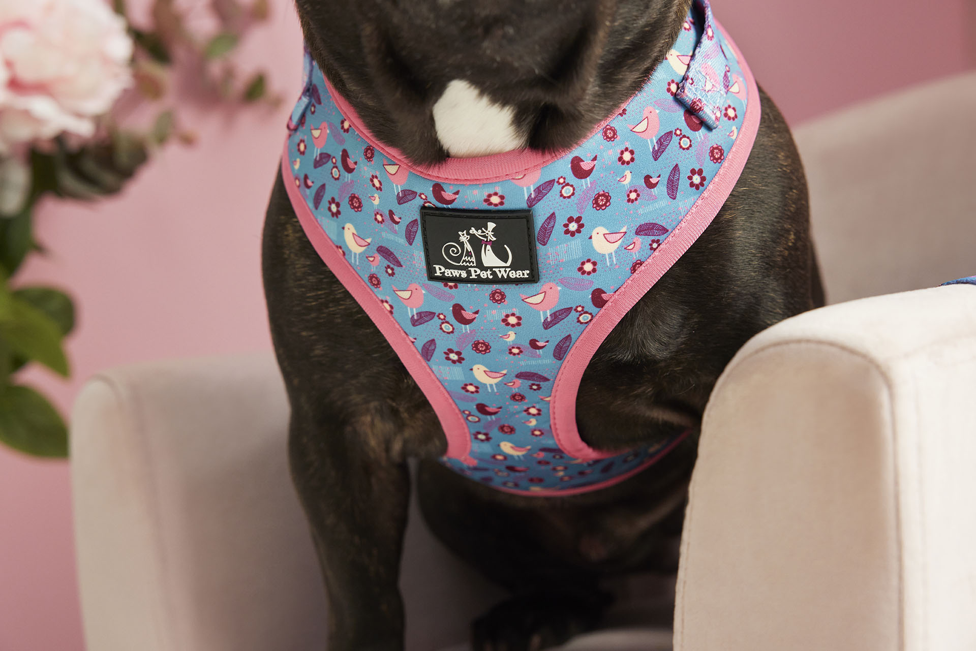 Paws Pet Wear