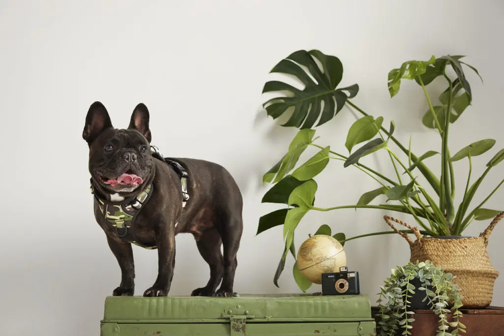 Animal & Pet Ecommerce Product Photography For Paws Pet Wear