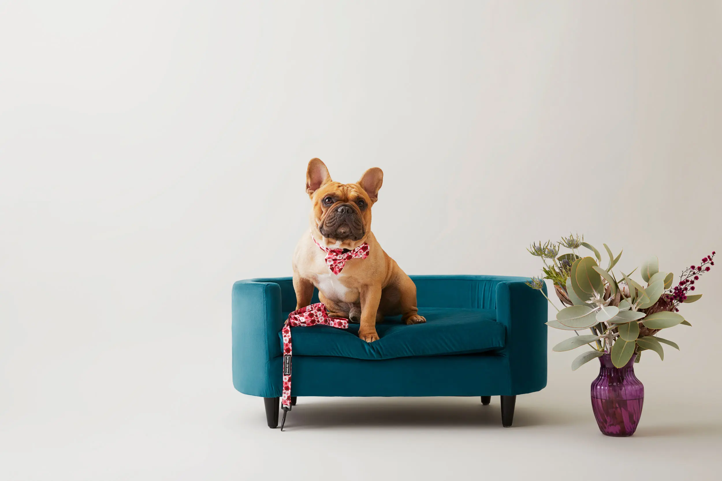 Animal & Pet Ecommerce Product Photography For Paws Pet Wear