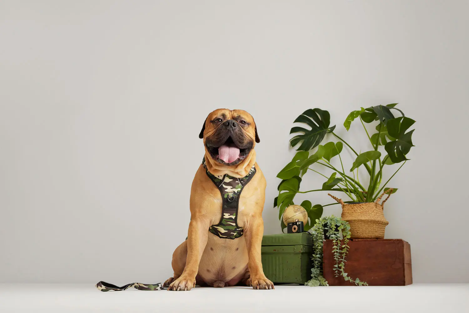 Animal & Pet Ecommerce Product Photography For Paws Pet Wear